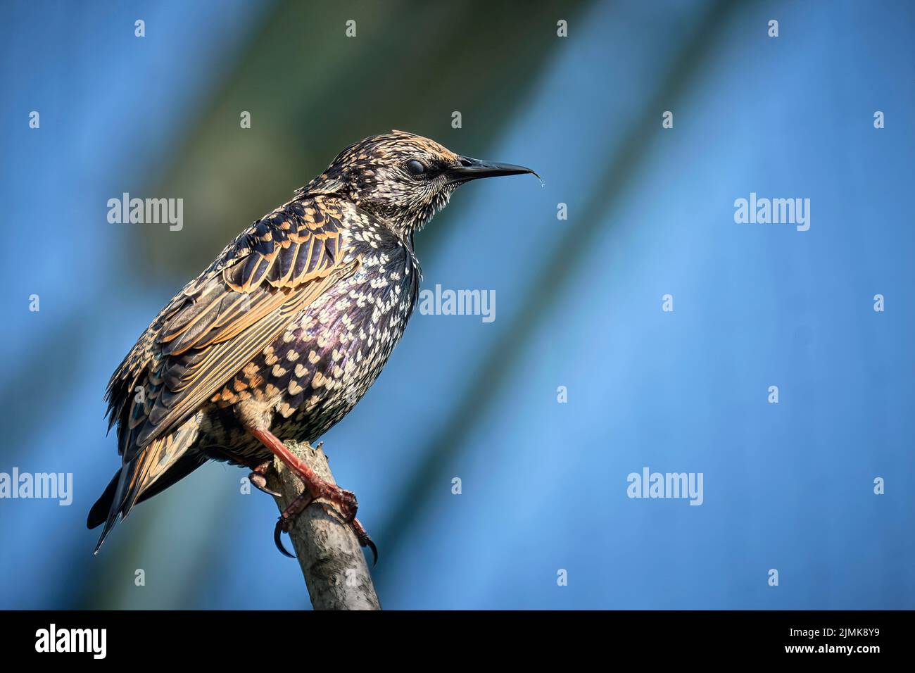 The starling 2021 hi-res stock photography and images - Alamy