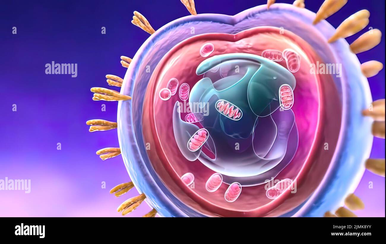 Fat cell magnification hi-res stock photography and images - Alamy