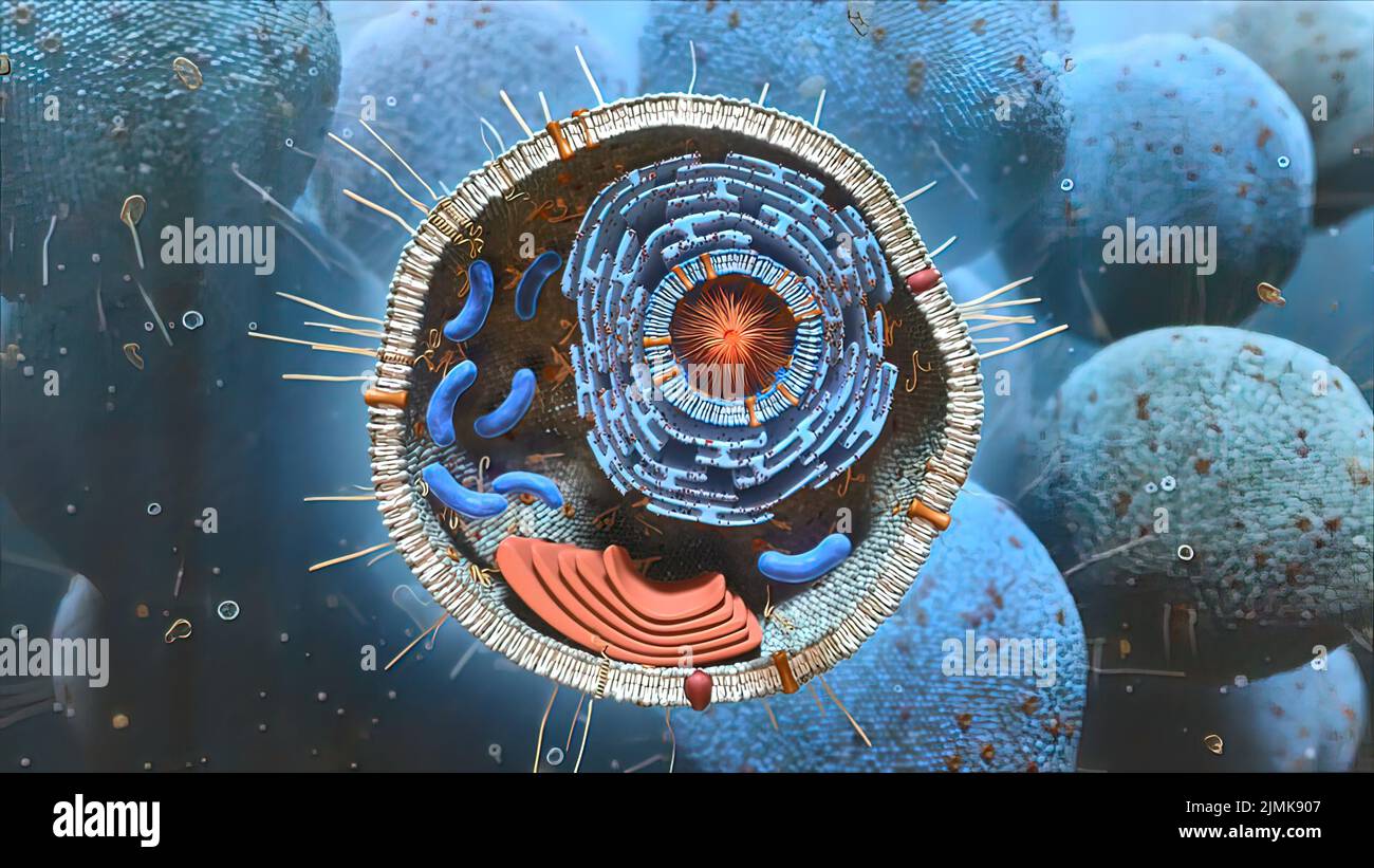 Bacterium granule hi-res stock photography and images - Alamy