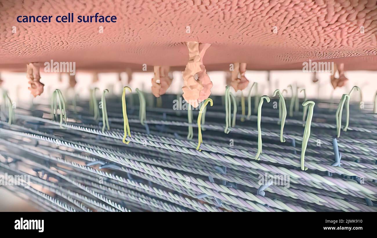 Cell surface molecule hi-res stock photography and images - Alamy