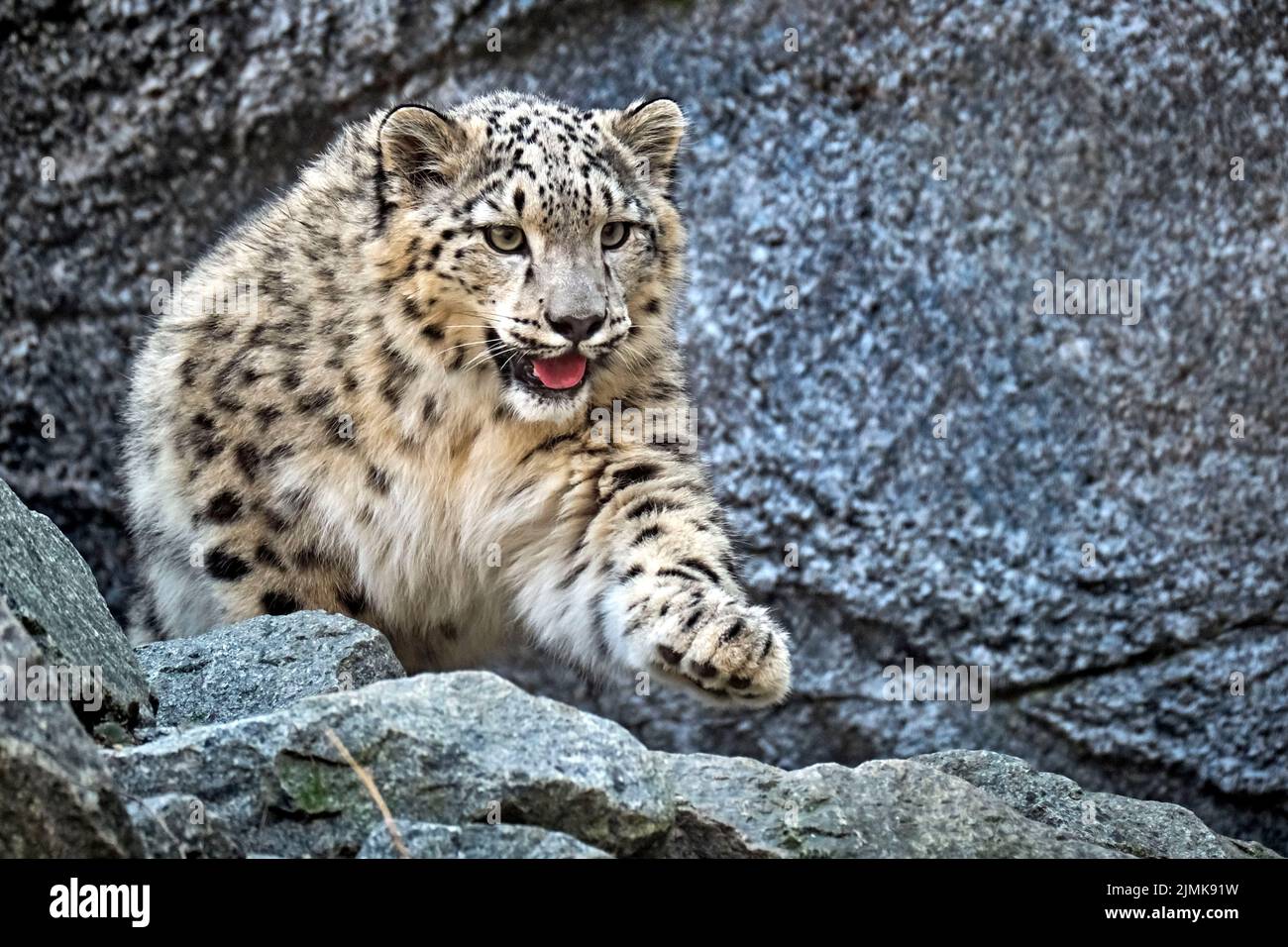 Snow leopard (Panthera uncia Stock Photo - Alamy