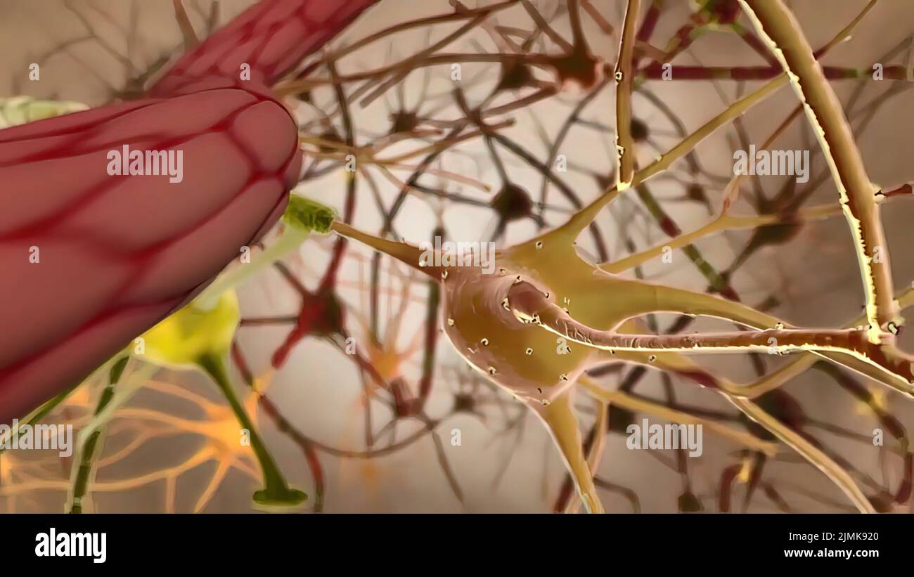 Microglia hi-res stock photography and images - Alamy