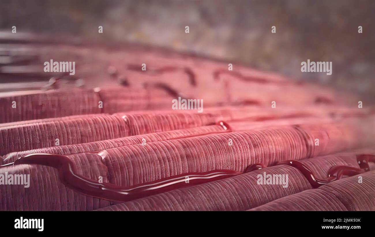 Human muscle cells hi-res stock photography and images - Alamy