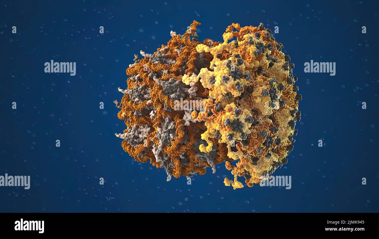 Capsid protein hi-res stock photography and images - Alamy