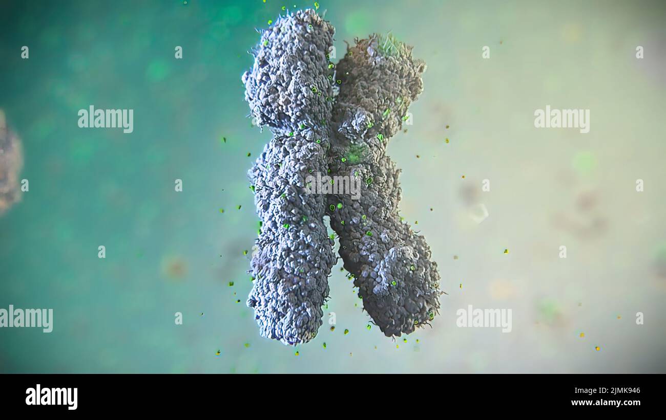 Nucleus chromosomes cell hi-res stock photography and images - Alamy