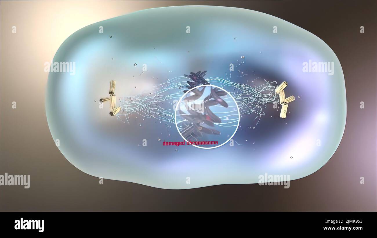 Bacterium cell division hi-res stock photography and images - Alamy