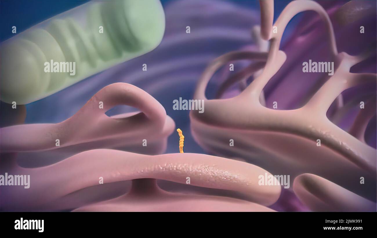 Fat cell magnification hi-res stock photography and images - Alamy