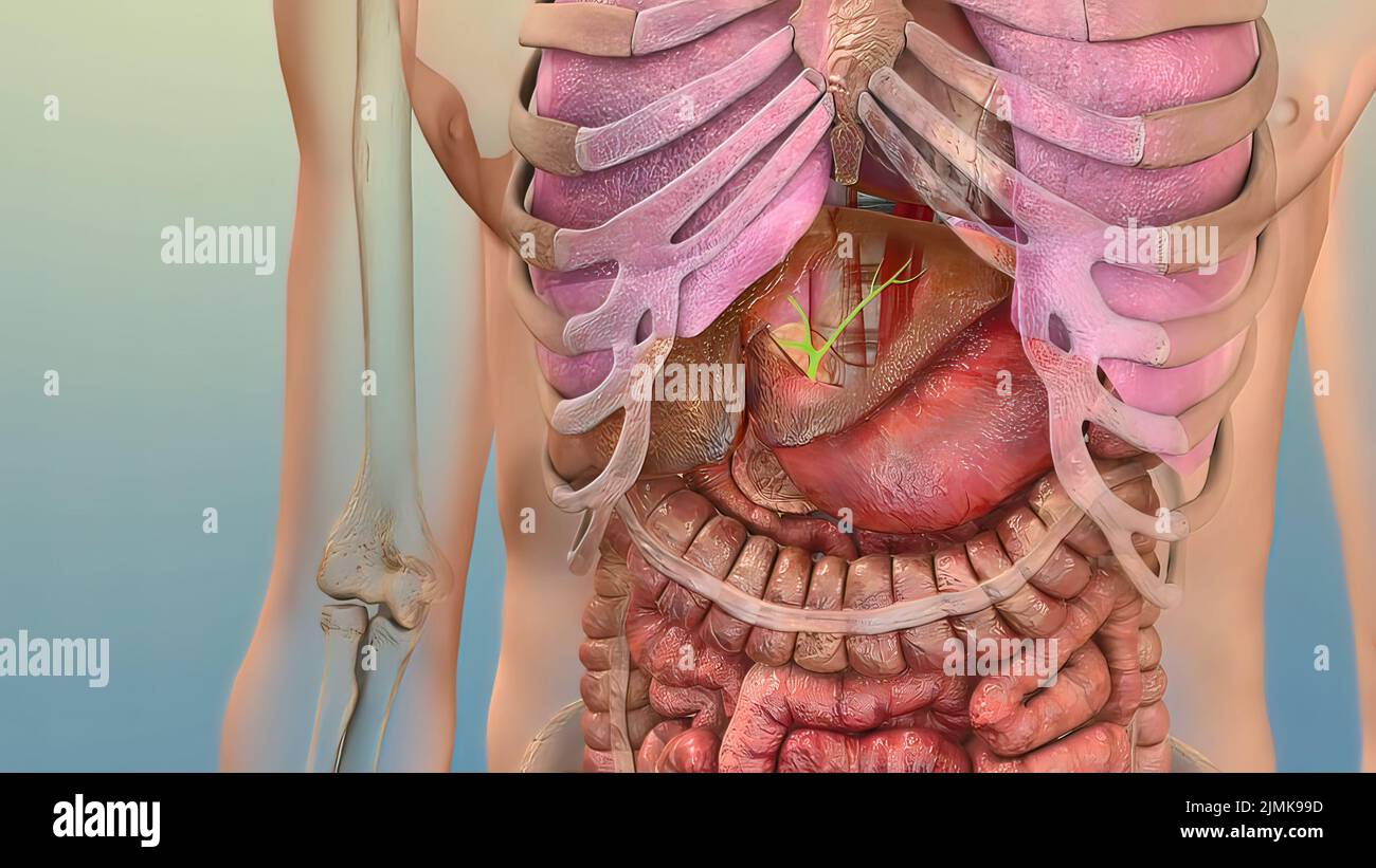 Human body internal organs medicine hi-res stock photography and images - Alamy