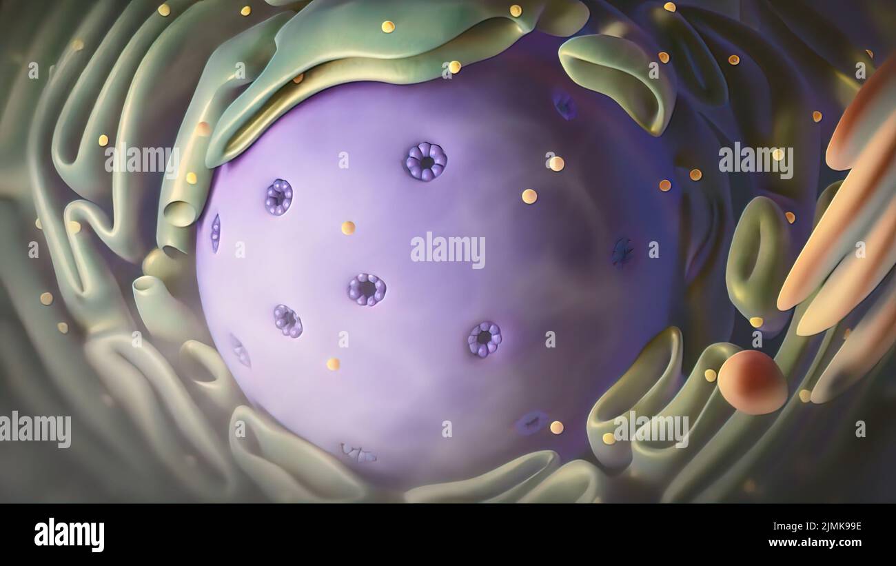 Telomerase hi-res stock photography and images - Alamy