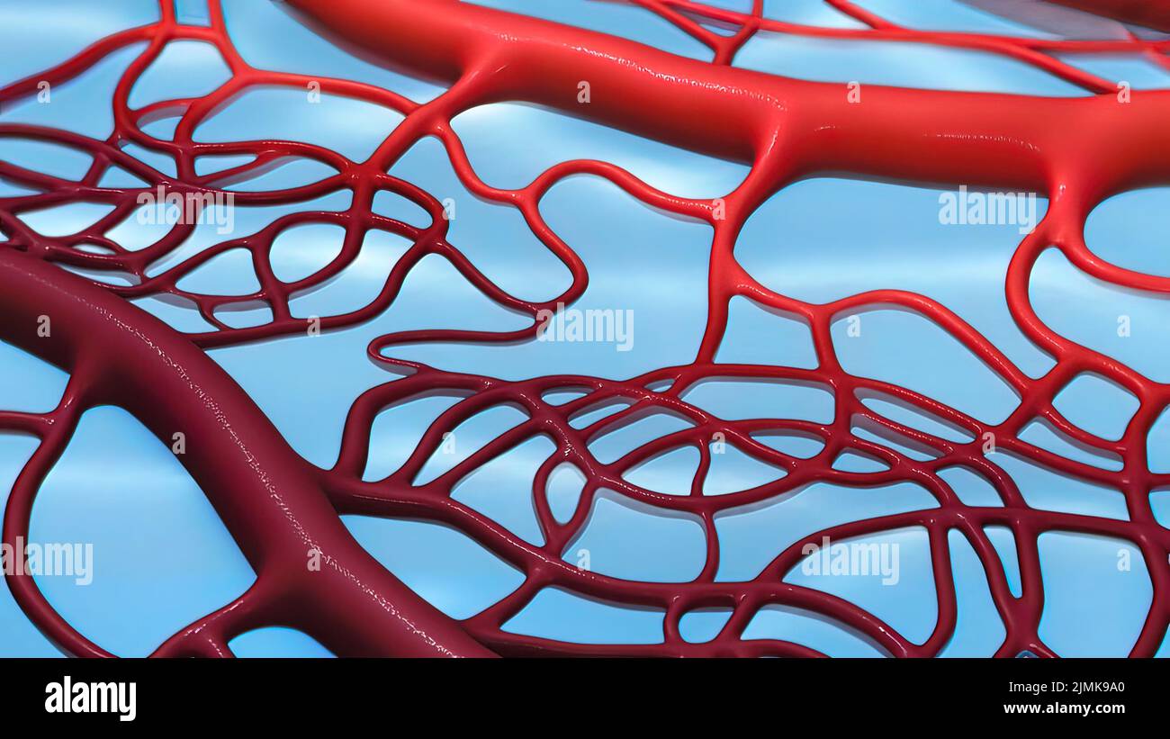 Blood capillary hi-res stock photography and images - Alamy