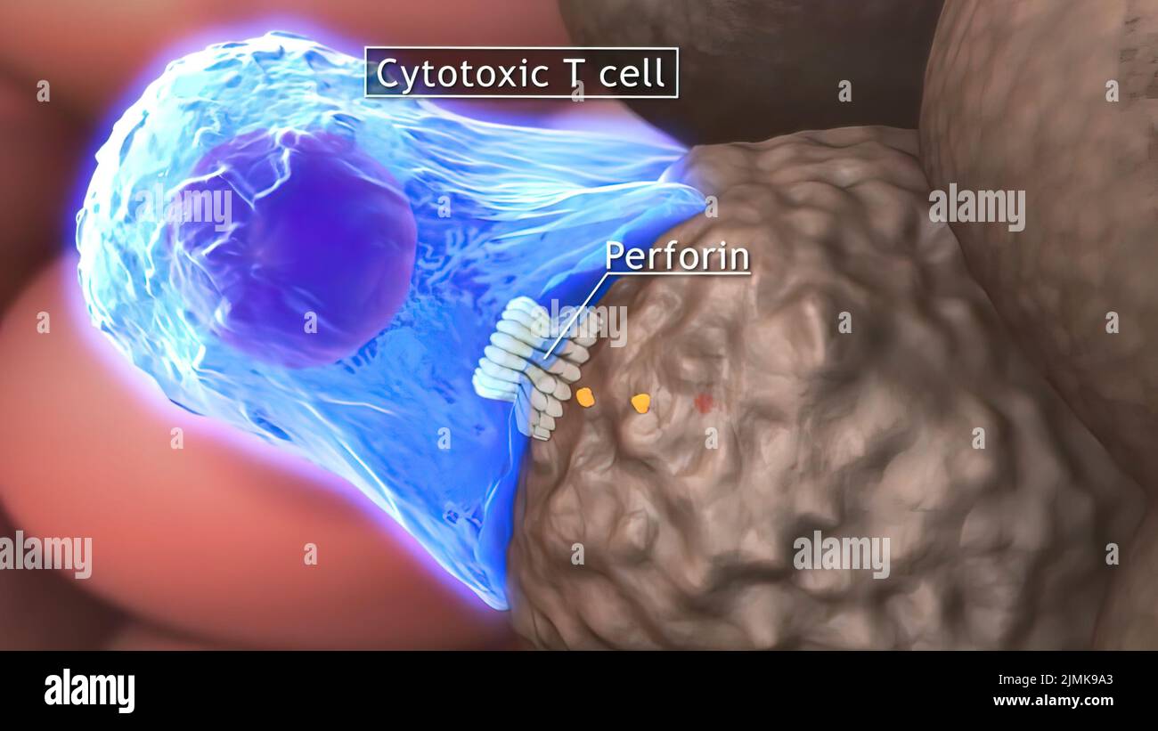 Tumor cells t cells hi-res stock photography and images - Alamy