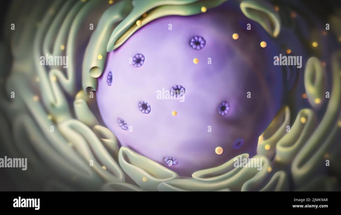 Cell division diagram hi-res stock photography and images - Alamy