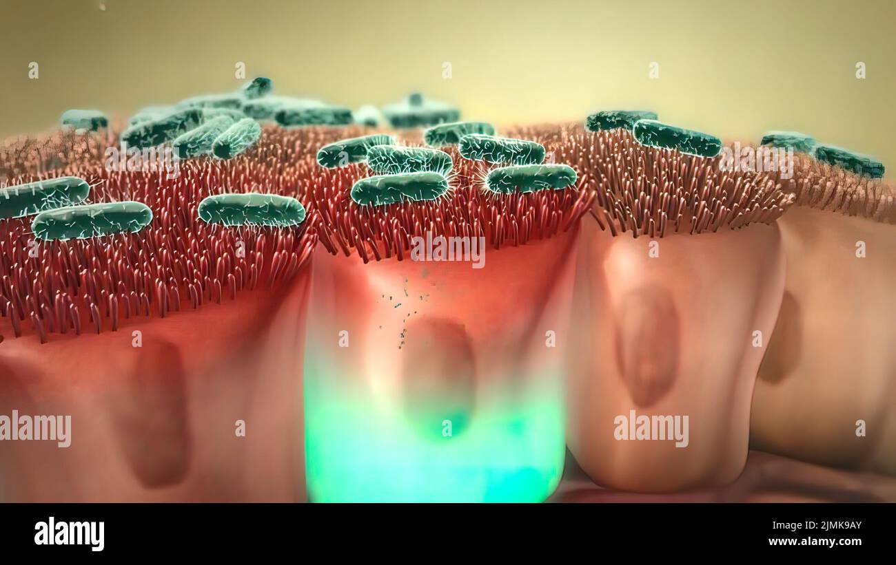 Villi of the ileum hi-res stock photography and images - Alamy