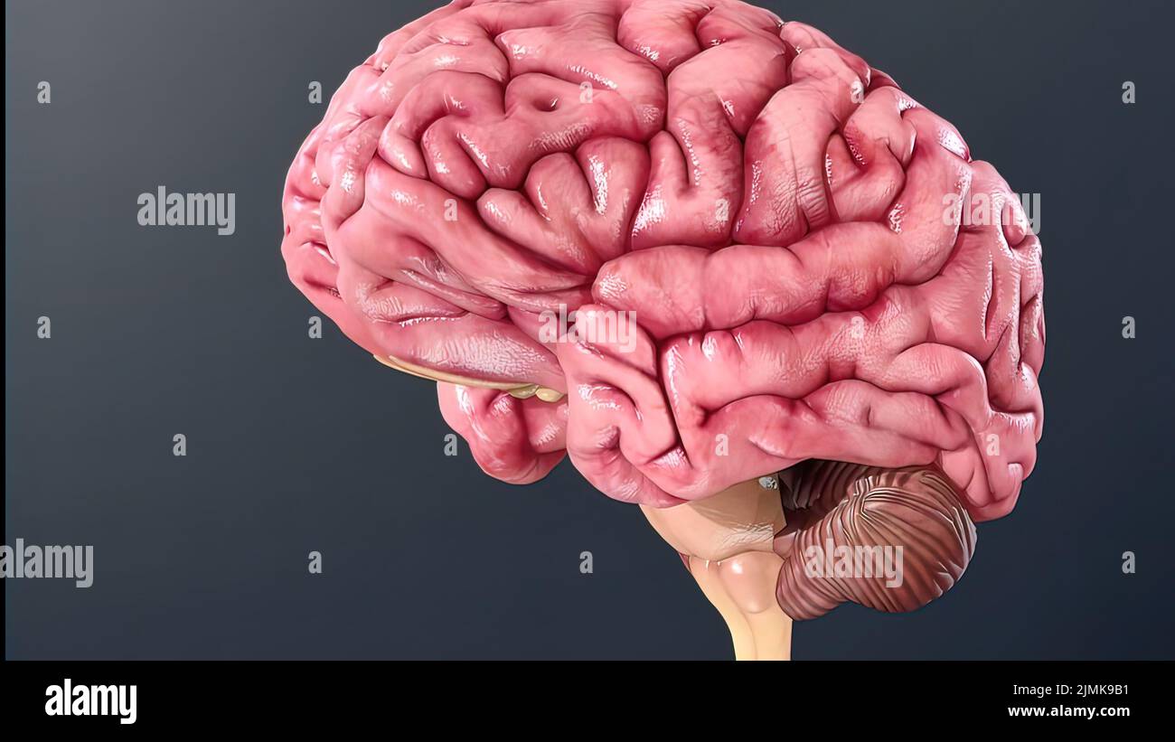 Inside of skull hi-res stock photography and images - Alamy