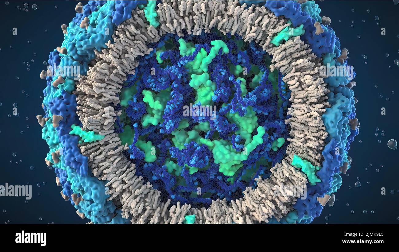 Fat cell magnification hi-res stock photography and images - Alamy