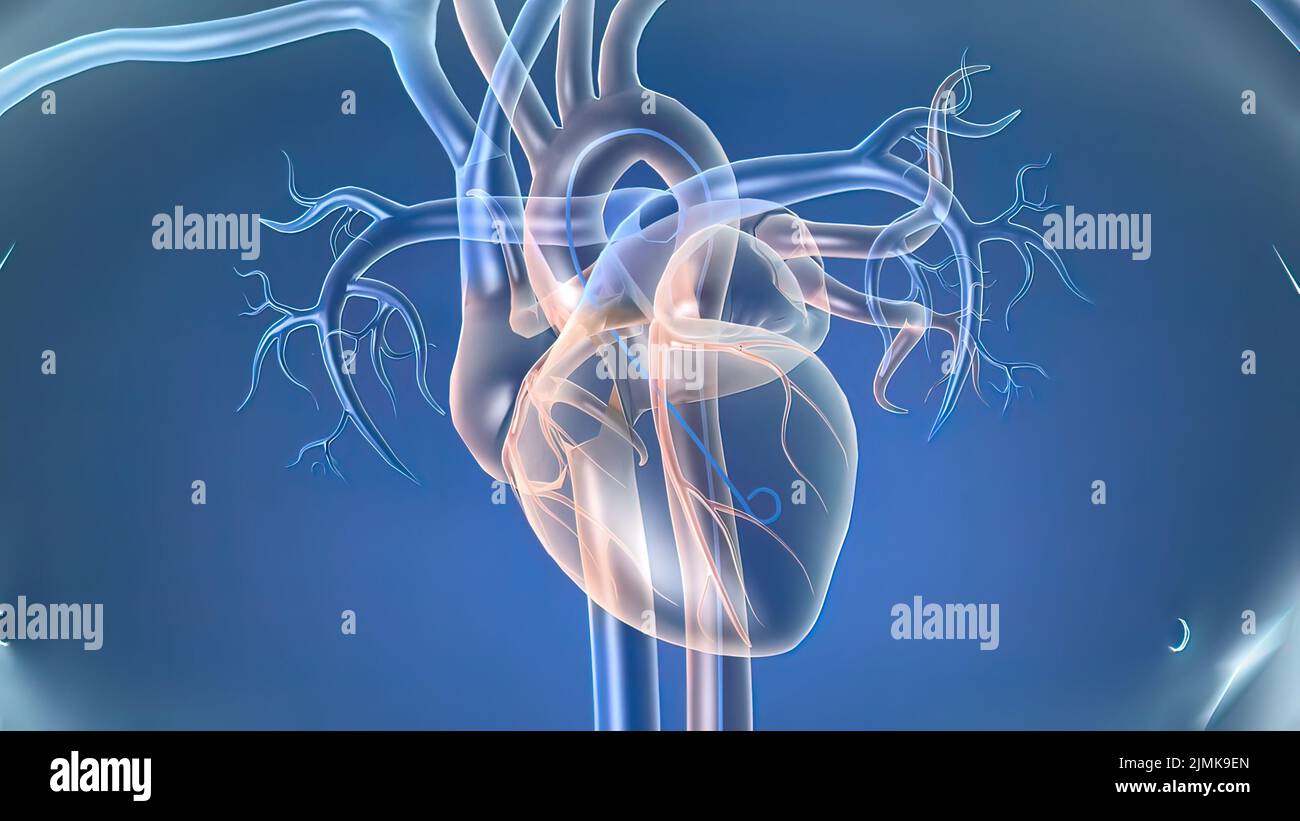 Heart conducting system hi-res stock photography and images - Alamy