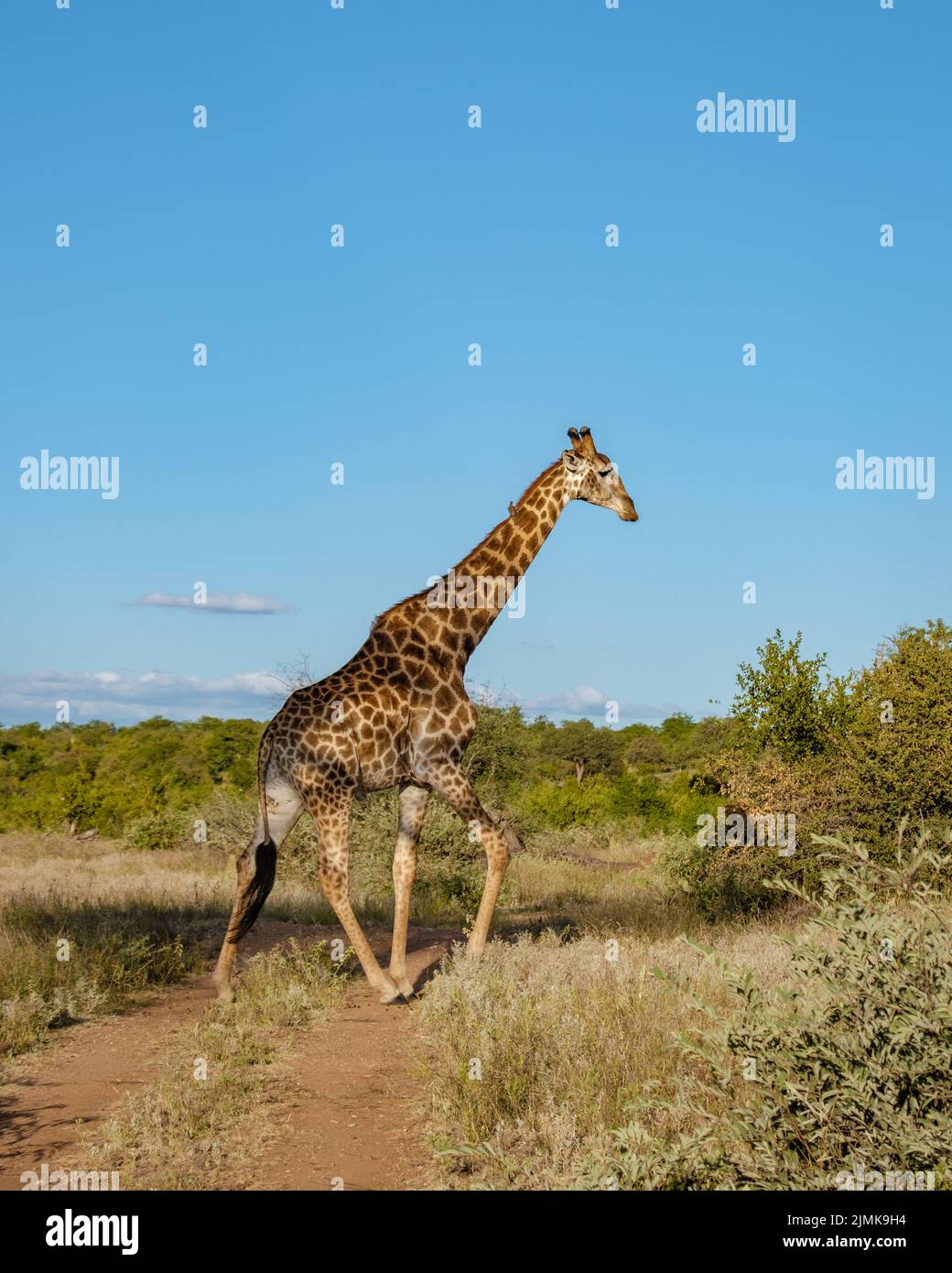 Giraffe inside hi-res stock photography and images - Alamy