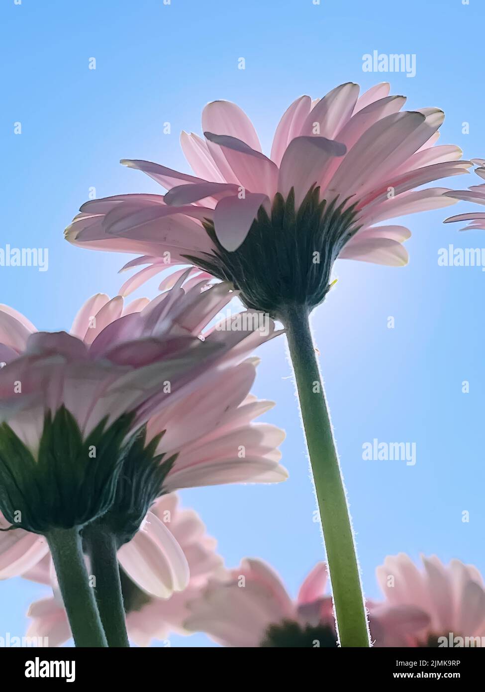 Pink gerbera daisy flowers and sunny sky, spring nature Stock Photo - Alamy