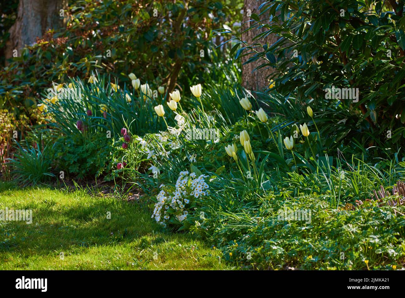 White tulips in my garden. Beautiful white tulips in my garden in early ...