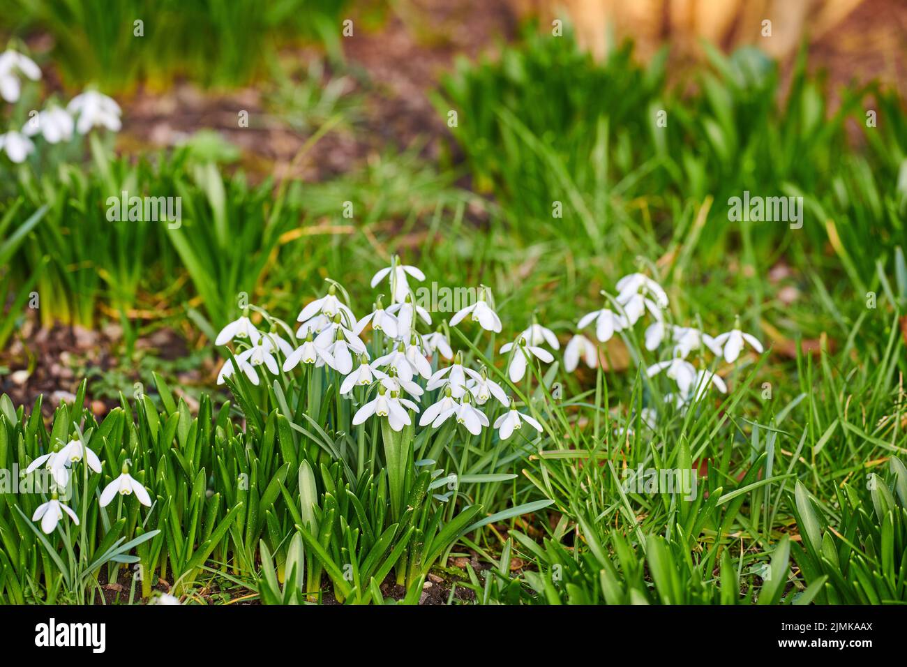 Common snowdrop - Galanthus nivalis Stock Photo - Alamy