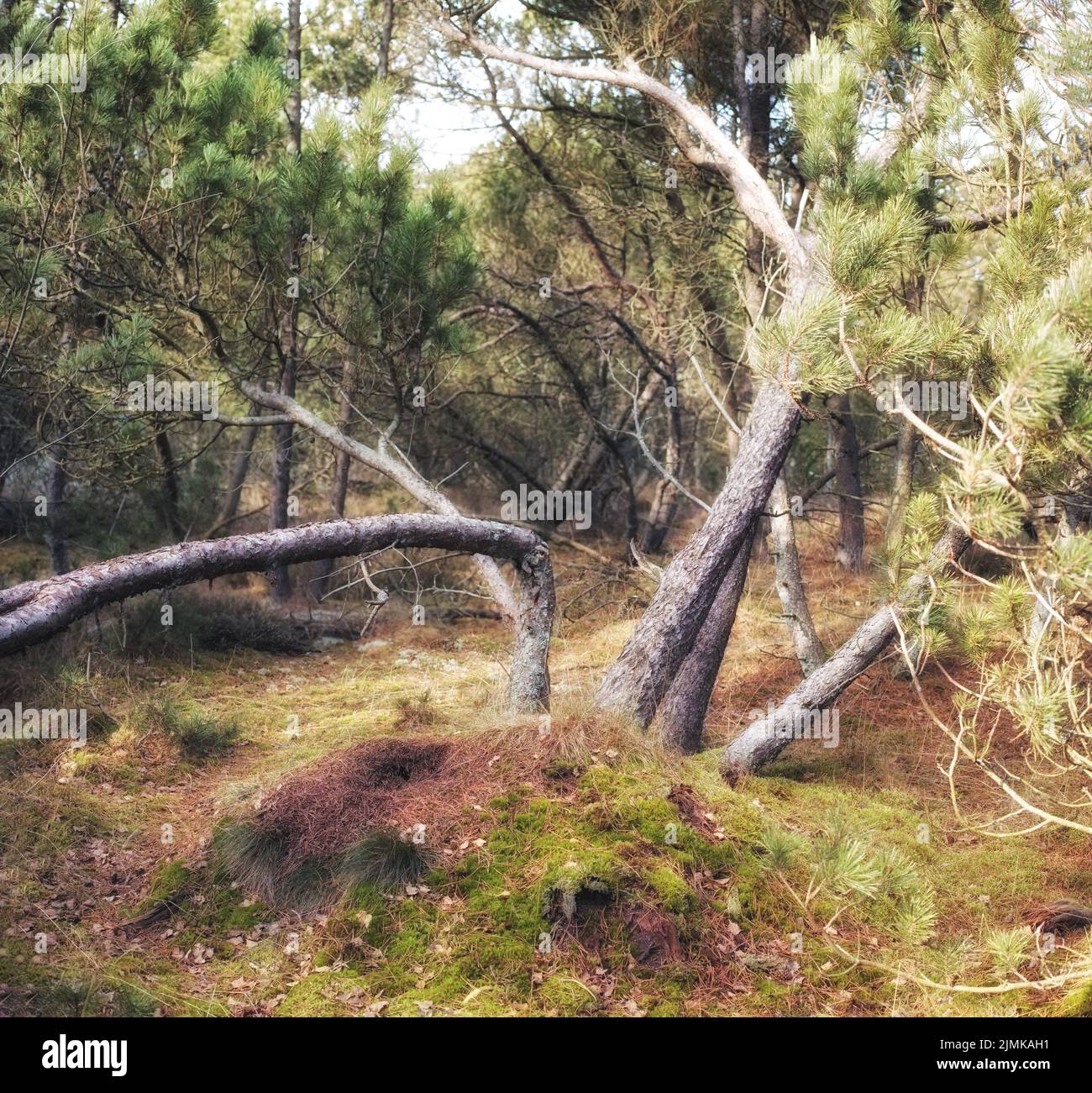 Forest wilderness. Uncultivated forest wilderness in Denmark - Odde ...