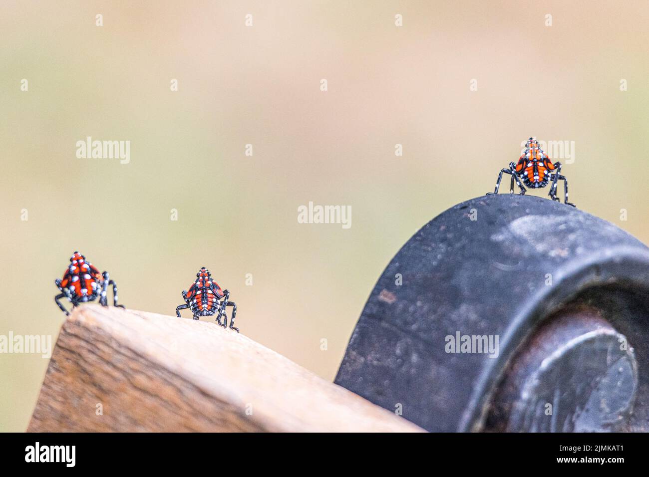 A closeup shot of three red nymphs spotted lanternflies with a blurred ...