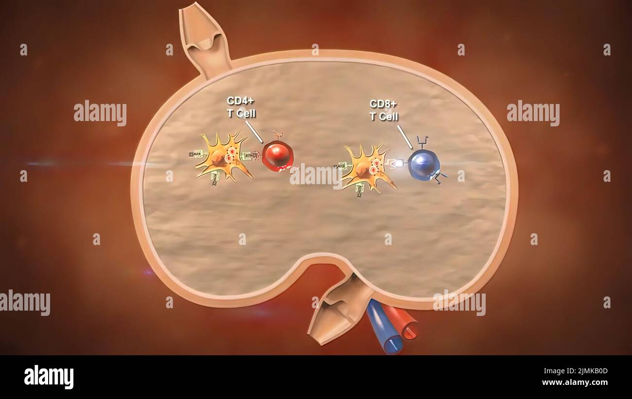 Immune system diagram hi-res stock photography and images - Alamy