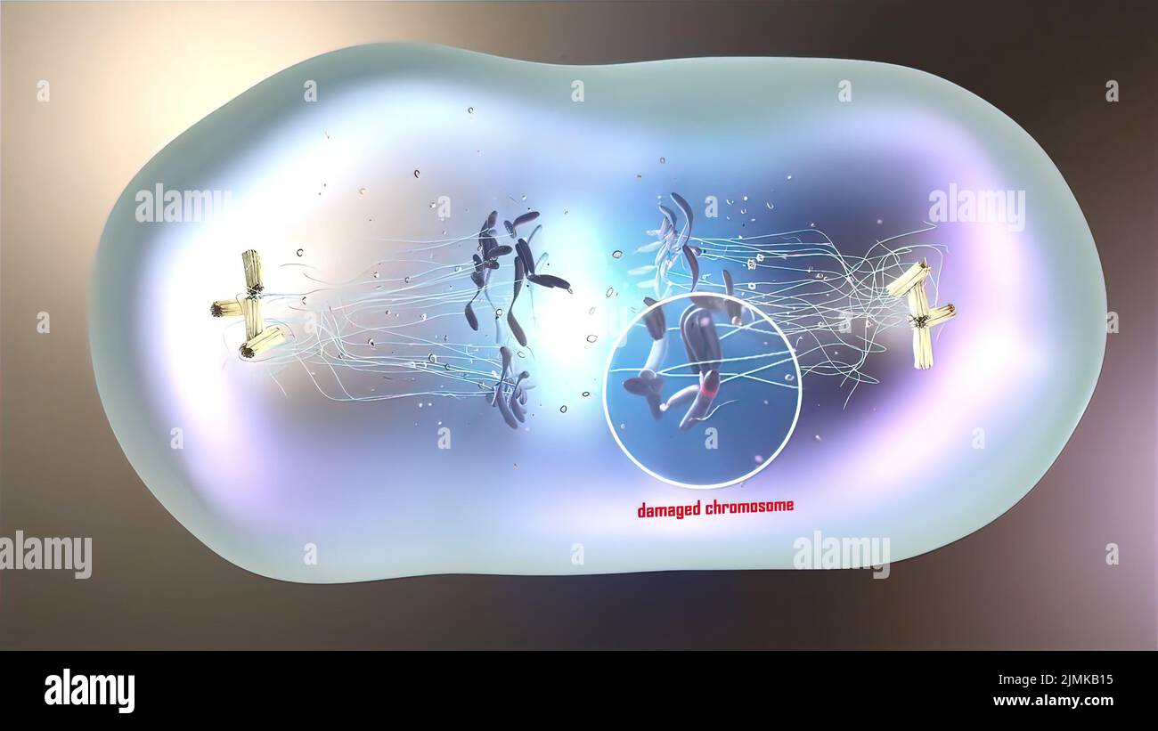 Prokaryotic Cells Microscope