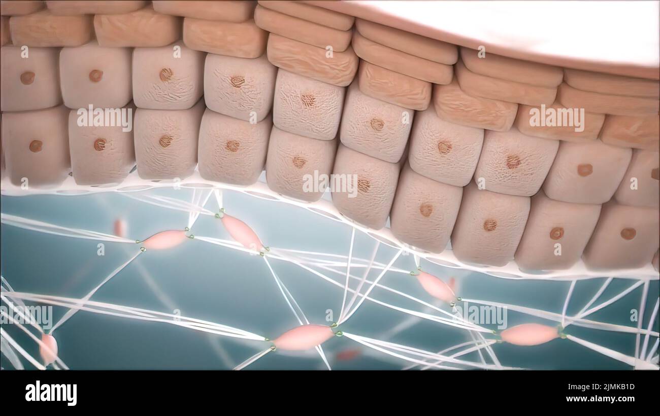 Tissue body hi-res stock photography and images - Alamy