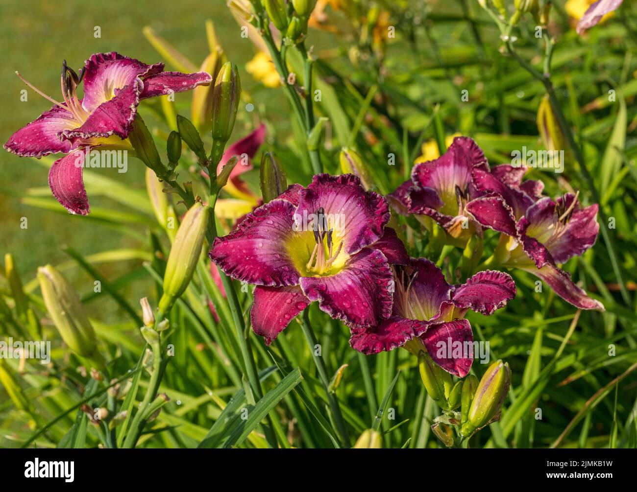 'Arabian Magic' Daylily, daglilja (Hemerocallis Stock Photo - Alamy