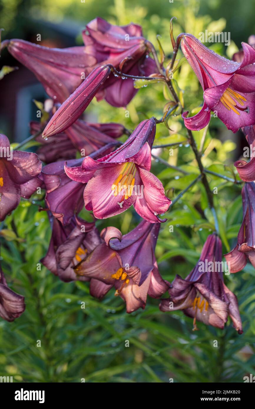 'Pink Perfection' Trumpet Lily, Kungslilja (Lilium regale Stock Photo ...