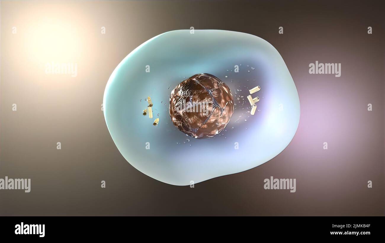 Human cells dividing microscope hi-res stock photography and images - Alamy