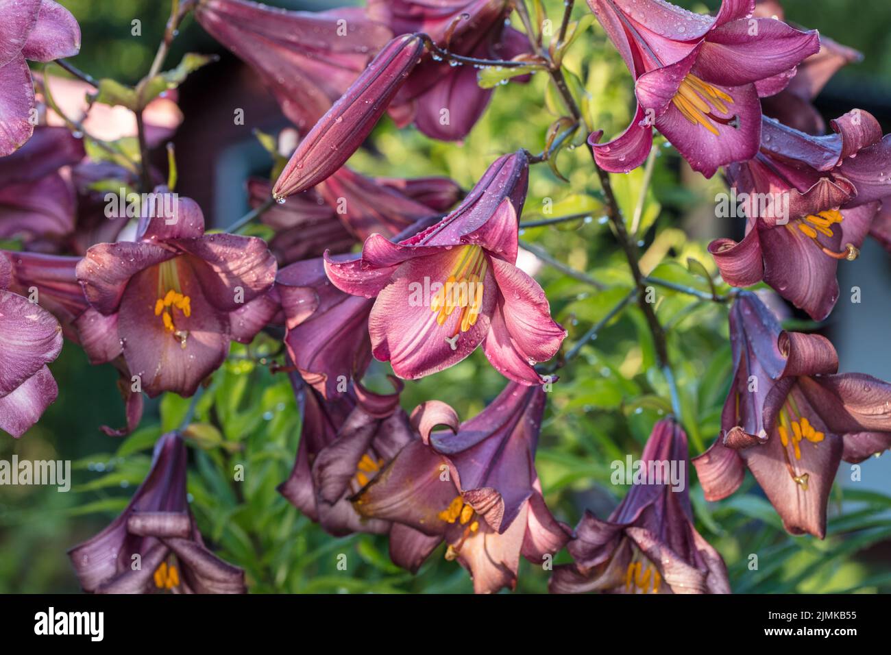 'Pink Perfection' Trumpet Lily, Kungslilja (Lilium regale Stock Photo ...