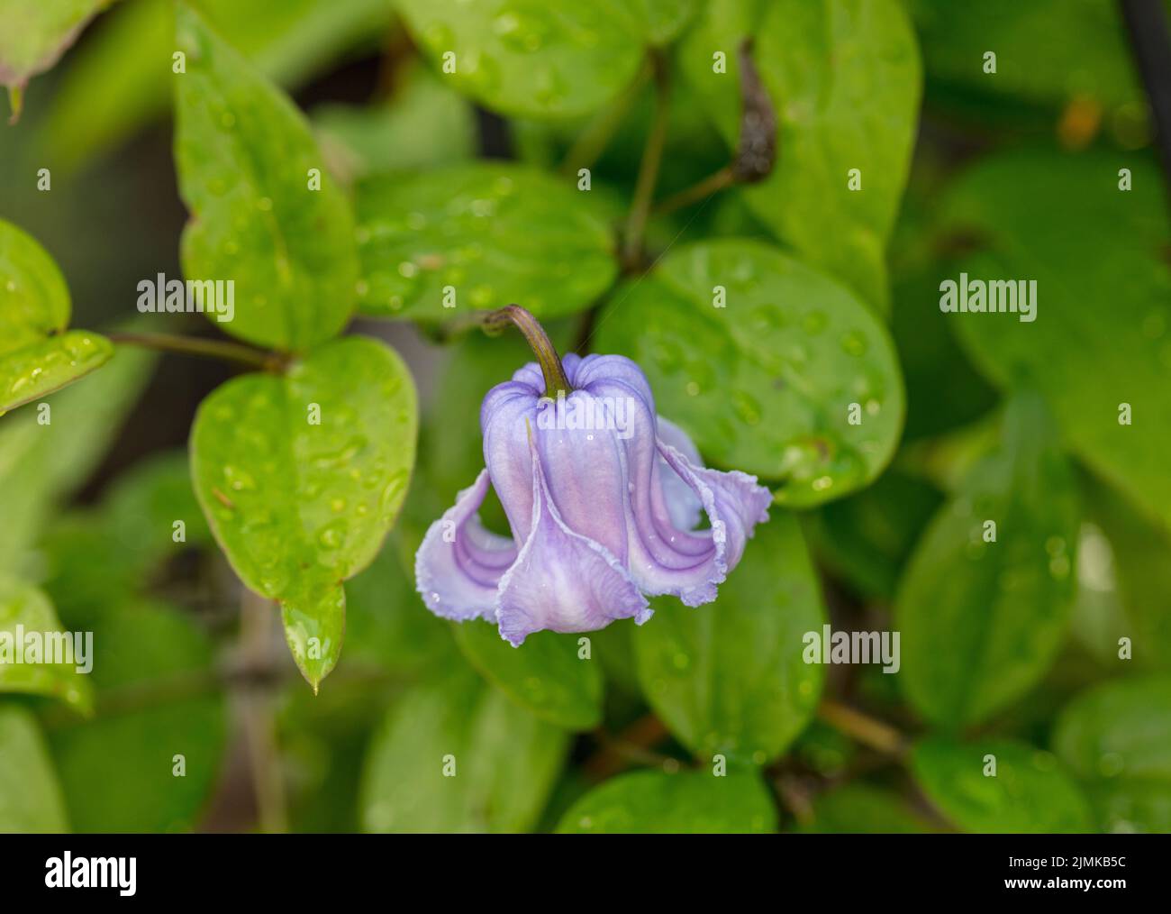 'Crispa Angel' Vasevine, Urnklematis (Clematis viorna Stock Photo - Alamy