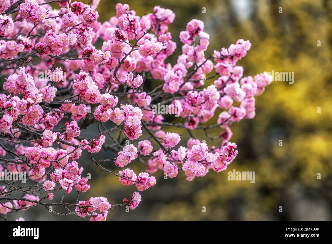 Prunus mume maehwa flowers Stock Photo - Alamy