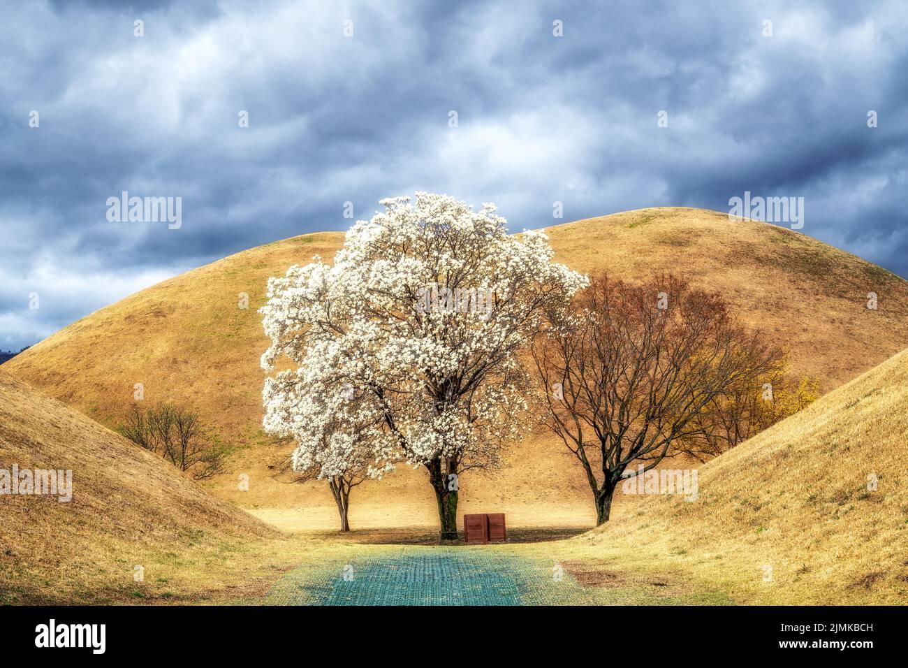 Daereungwon magnolia kobus blossom Stock Photo - Alamy