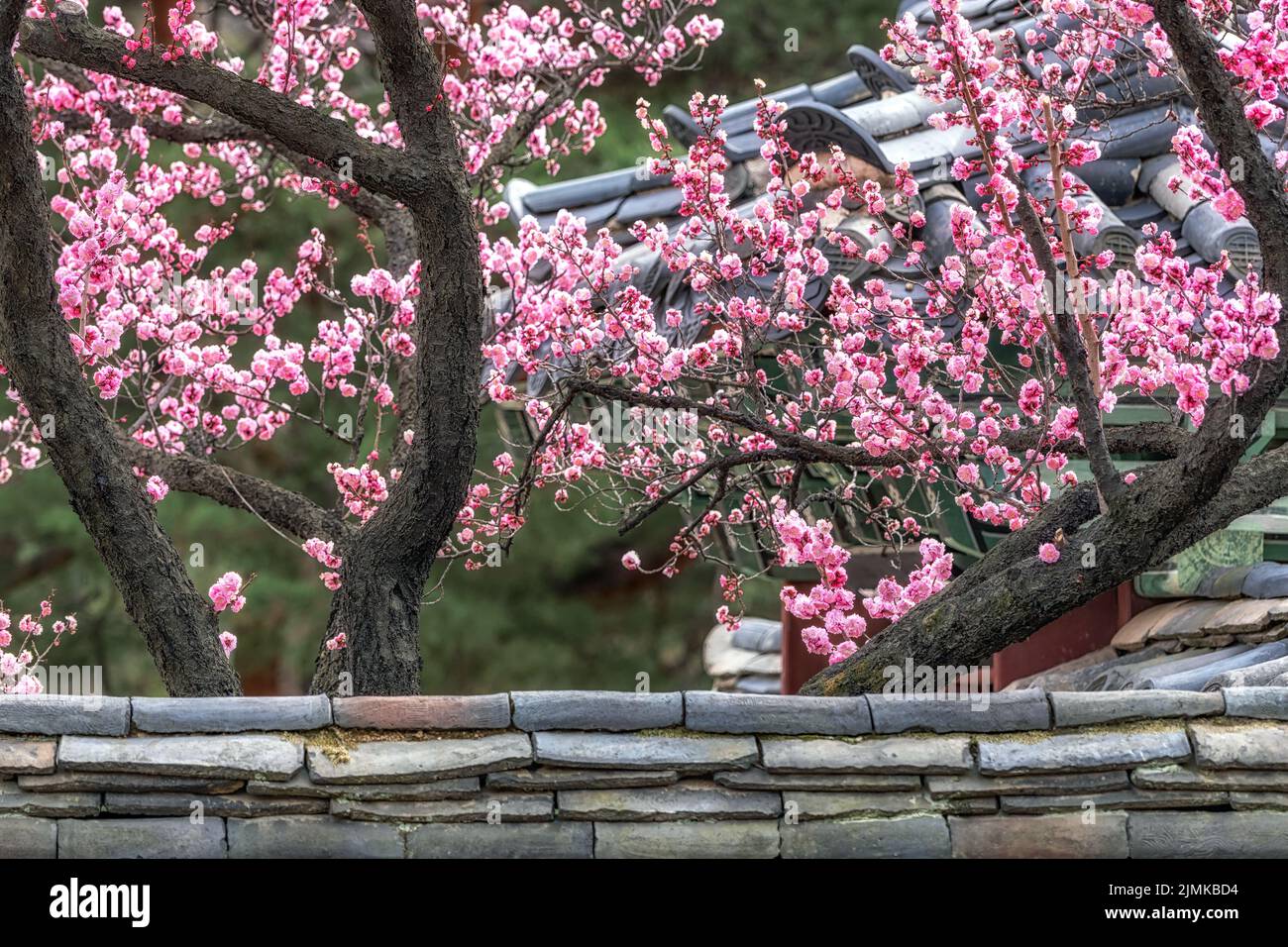 Prunus mume maehwa flowers Stock Photo - Alamy