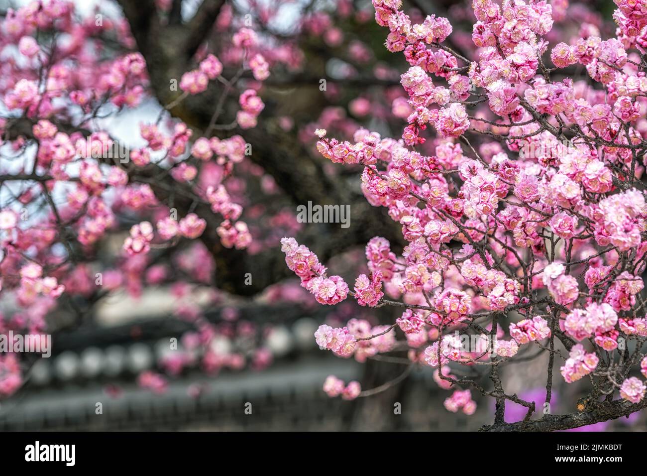 Prunus mume maehwa flowers Stock Photo - Alamy