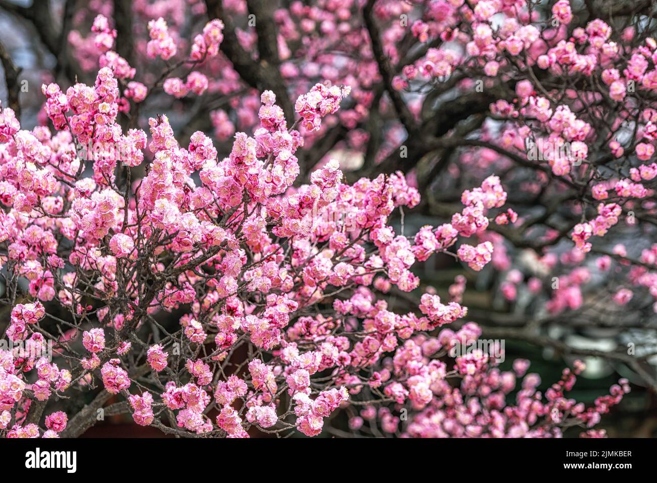 Prunus mume maehwa flowers Stock Photo - Alamy