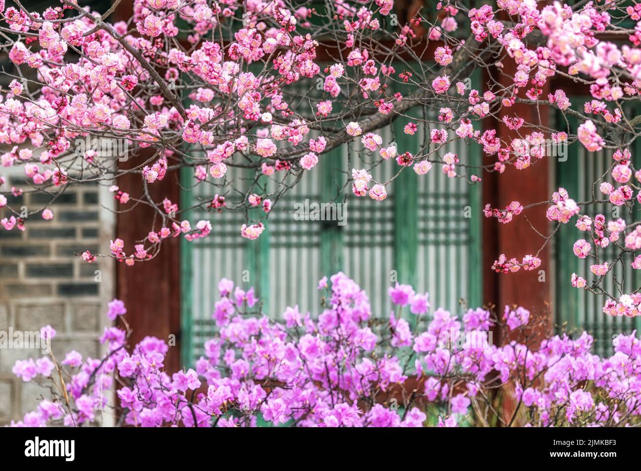 Prunus mume maehwa flowers Stock Photo - Alamy