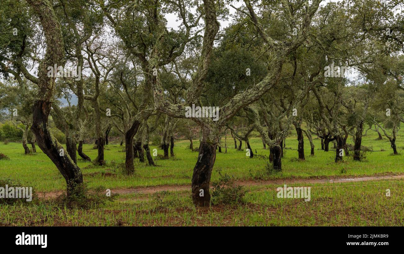 View of cork oak forest and green meadows in the Alentejo region of ...