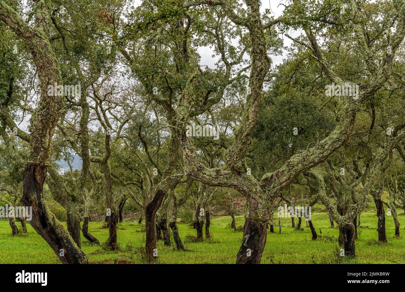 View of cork oak forest and green meadows in the Alentejo region of ...