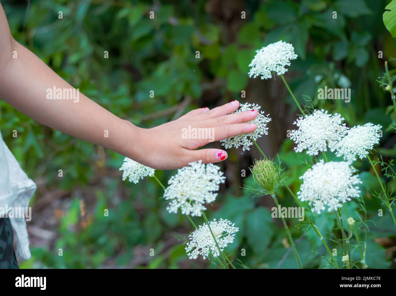 A girl's hand on a beautiful white flower in the green park Stock Photo ...