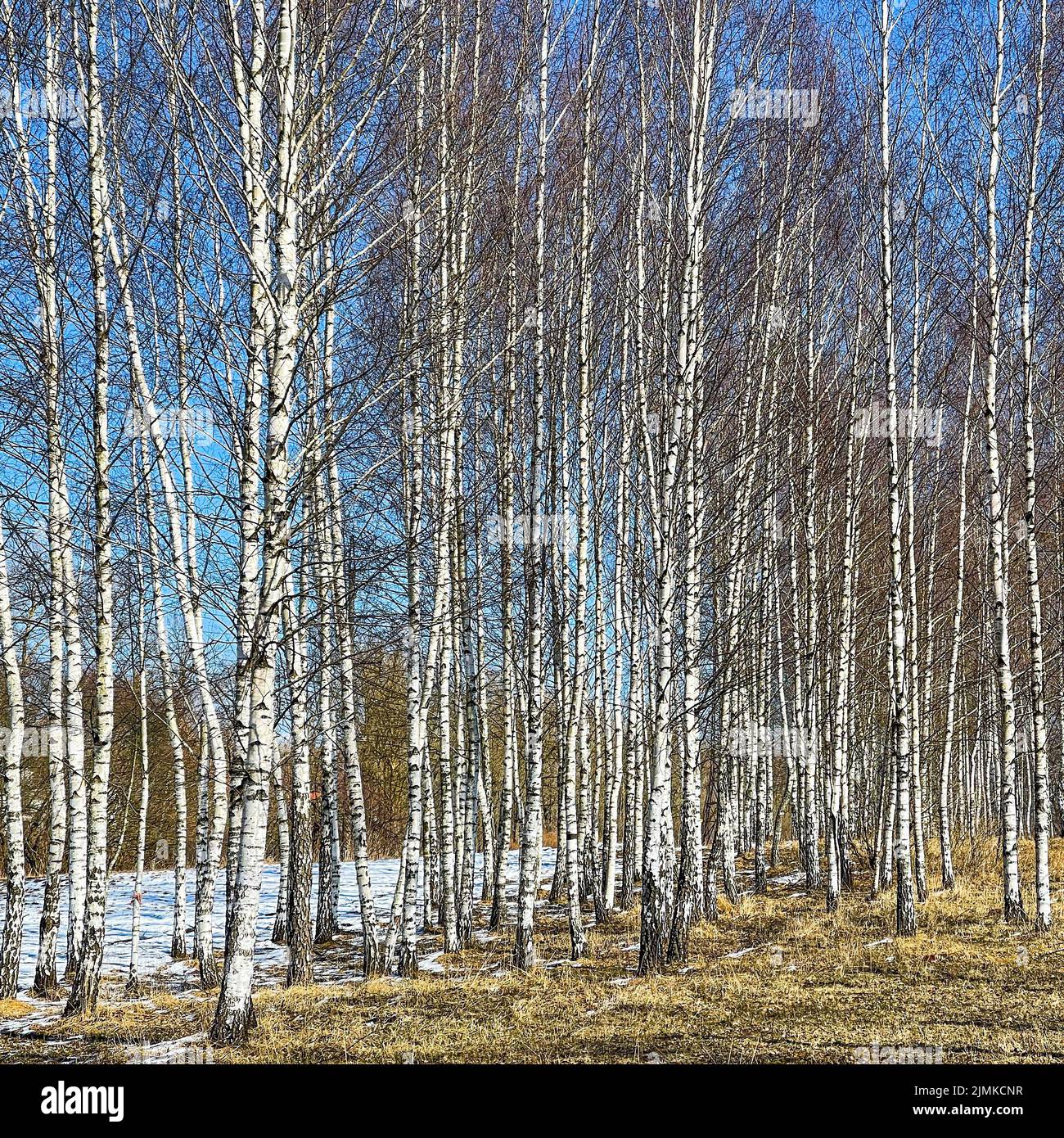Spring in a birch grove. Unmelted snow. Tall trunks against the blue ...