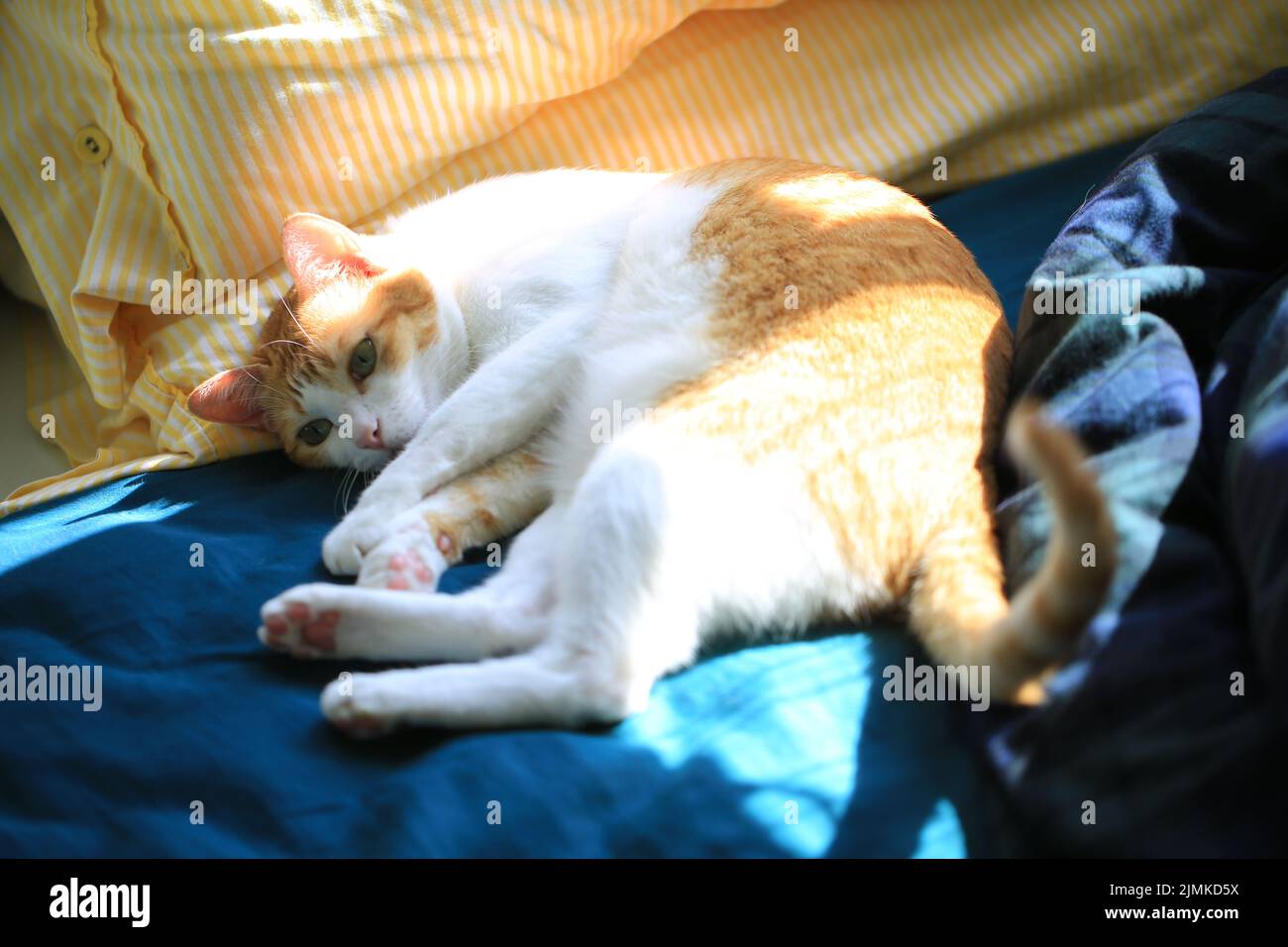 ginger cat on the bed Stock Photo - Alamy