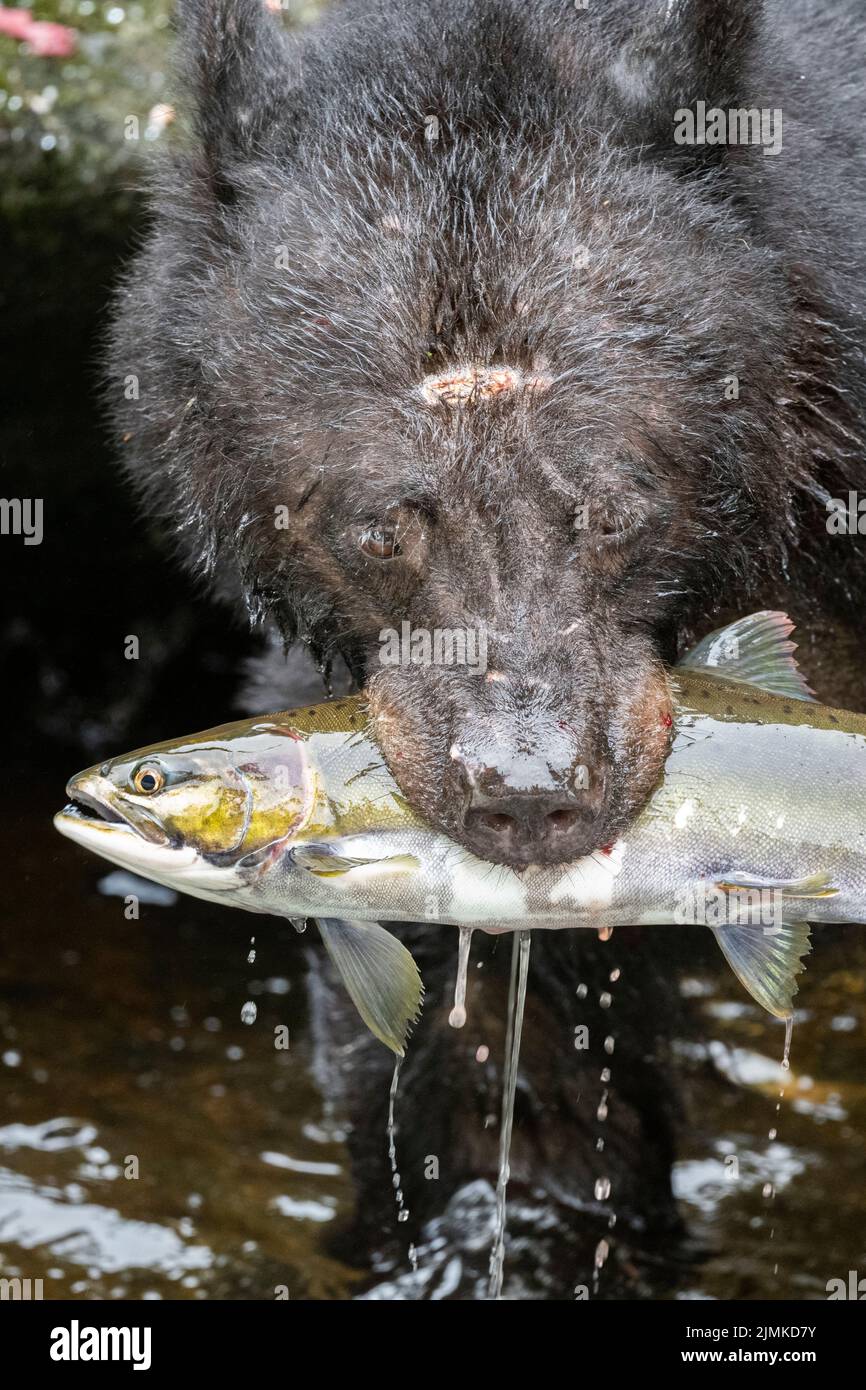 Black bear eating fish hi-res stock photography and images - Alamy