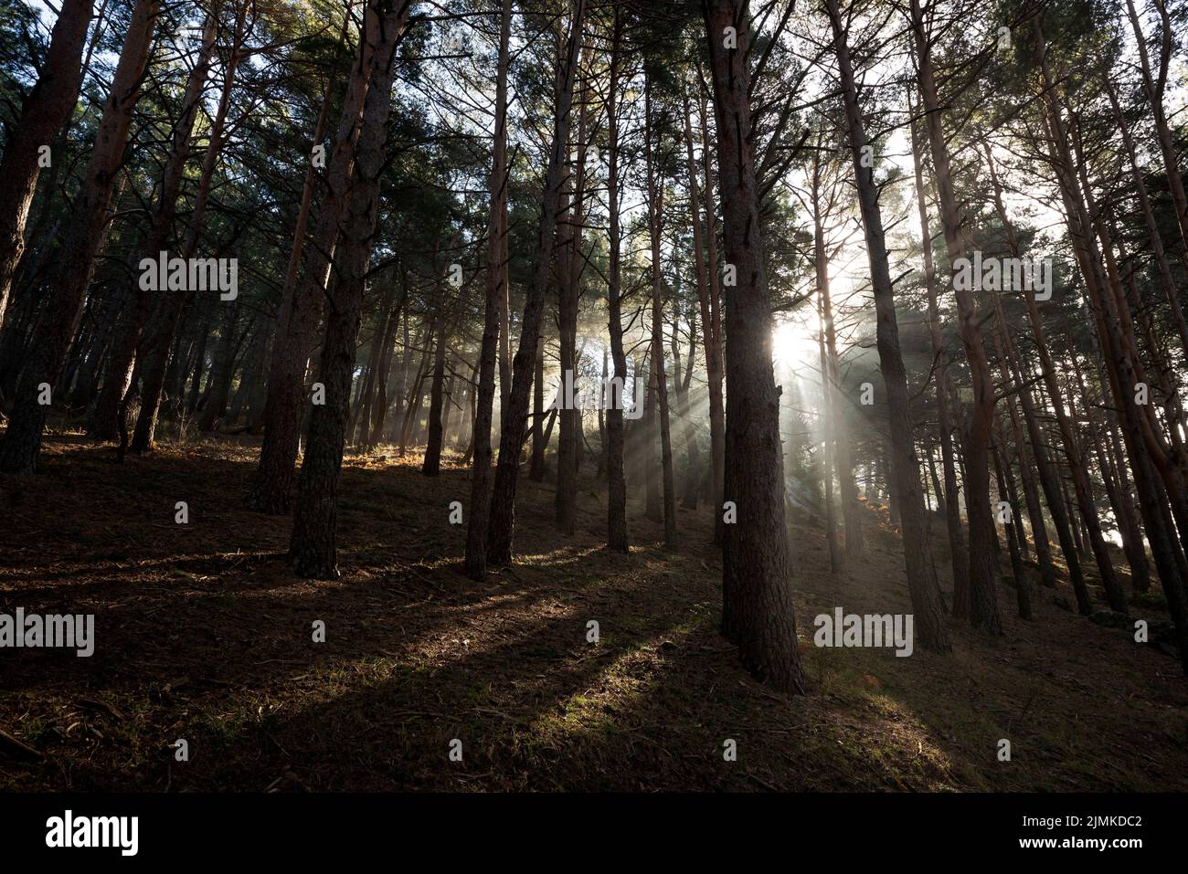 Scots pine forest in Fuenfria Valley, municipality of Cercedilla ...