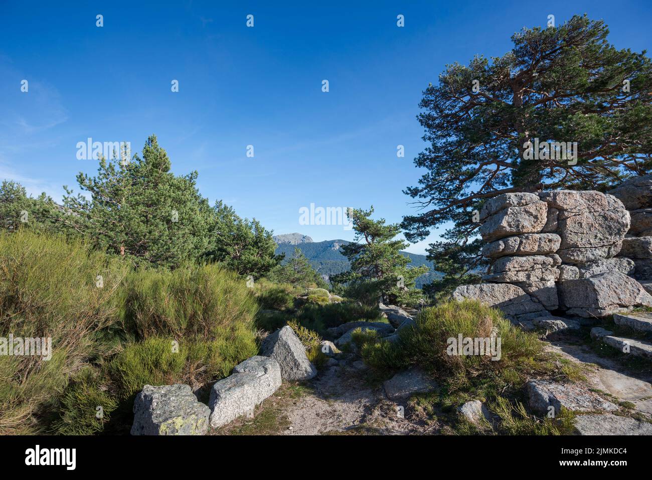 Scots pine forest in Fuenfria Valley, municipality of Cercedilla ...
