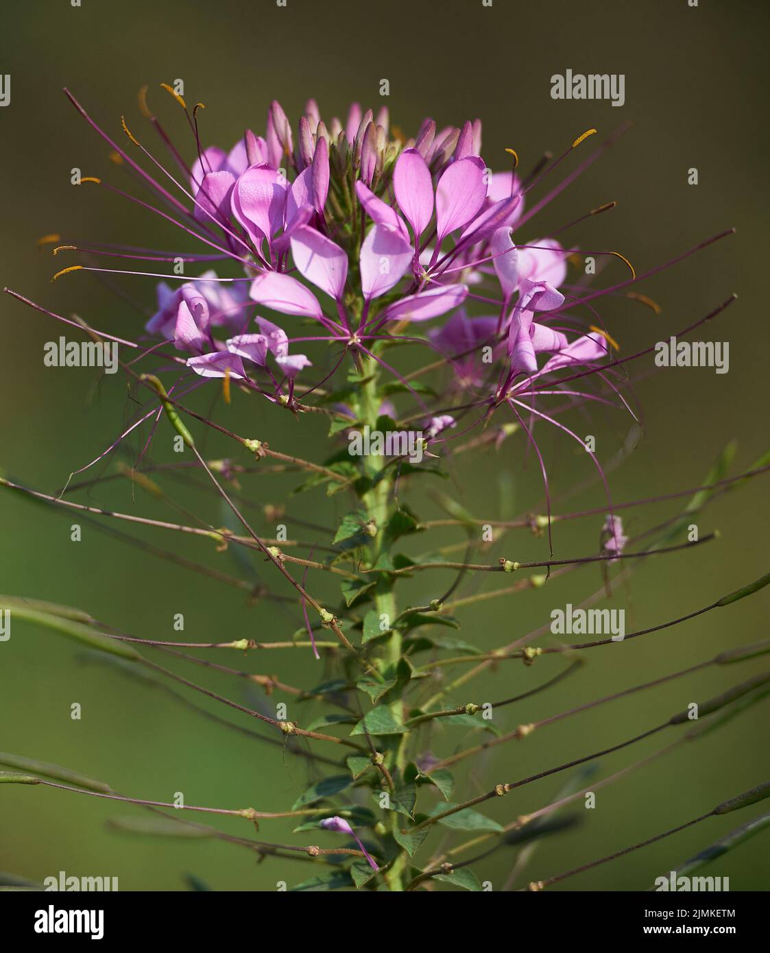 Spider Flower- Wild Flower of Assam, Kaziranga National Park Stock ...