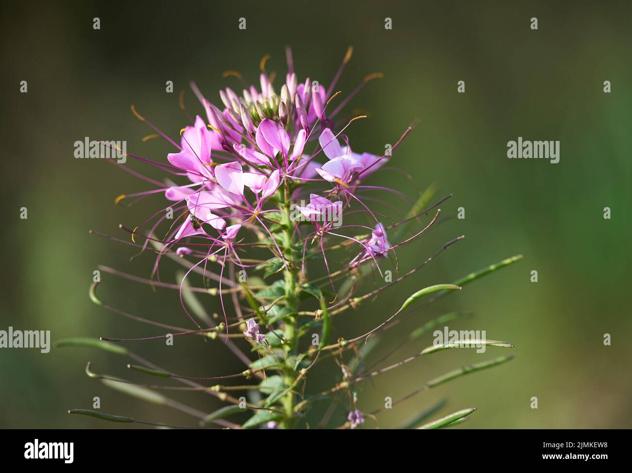 Spider Flower-Pink Color from Kaziranga Stock Photo - Alamy
